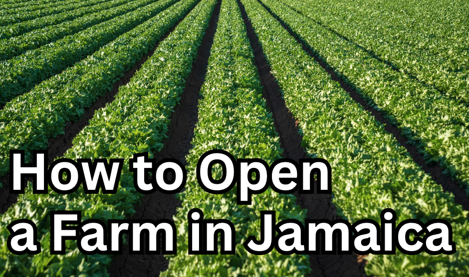 How to Start a Farm in Jamaica: A Guide to Laws, Regulations, and Costs ...