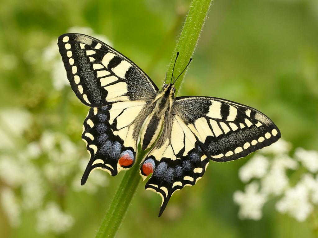 Jamaica's Giant Swallowtail Butterfly: One of the World's Largest and ...